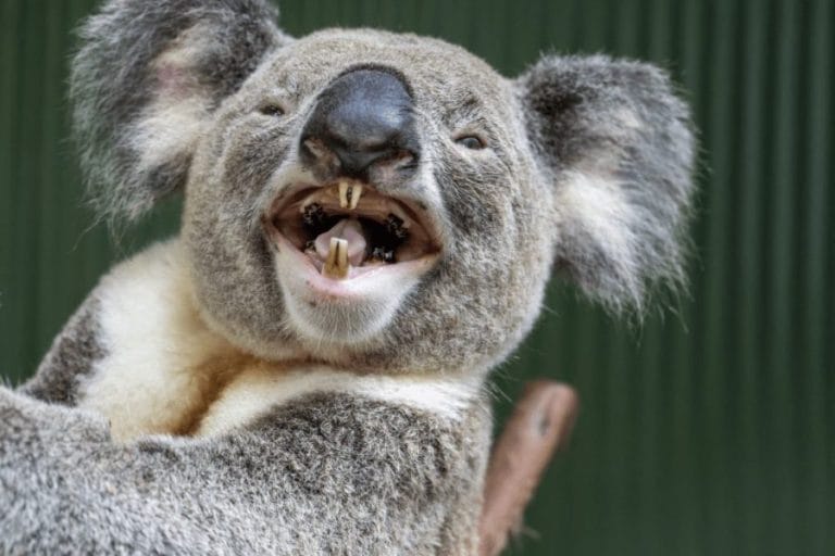 Koala - Size, Habitat, Diet, Lifespan, Predators & Pictures