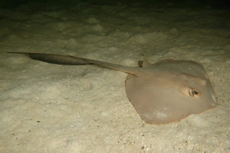 Stingray - Types, Size, Habitat, Diet, Lifespan, Predators & Pictures