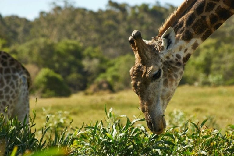 Giraffe - Types, Size, Habitat, Diet, Lifespan, Predators & Pictures