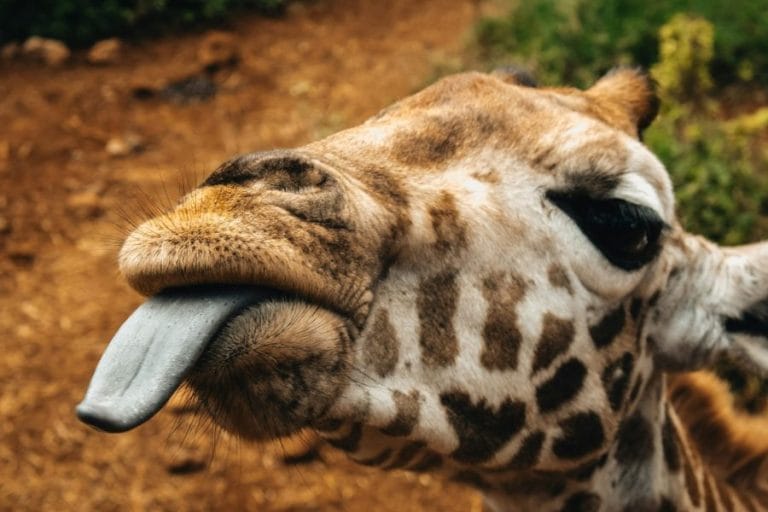 Giraffe - Types, Size, Habitat, Diet, Lifespan, Predators & Pictures