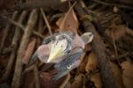Hornbill - Species, Size, Habitat, Diet, Lifespan, Predators & Pictures