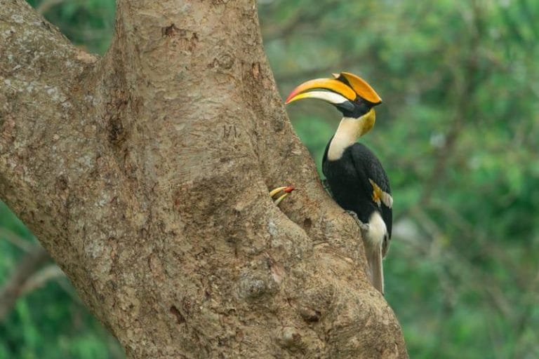 Hornbill - Species, Size, Habitat, Diet, Lifespan, Predators & Pictures