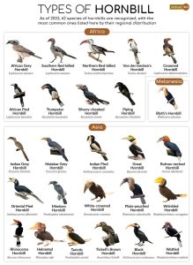 Hornbill - Species, Size, Habitat, Diet, Lifespan, Predators & Pictures