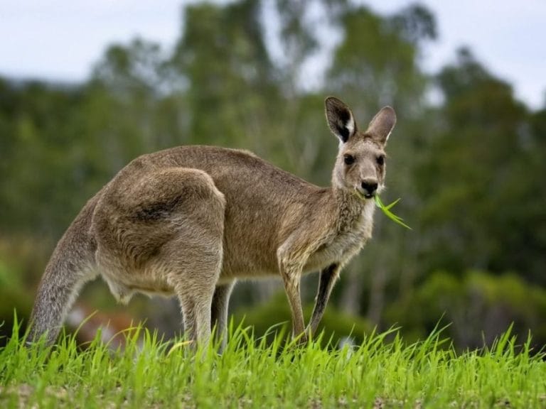 Kangaroo - Species, Size, Weight, Lifespan, Habitat, Diet & Pictures