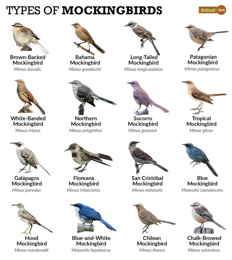 Mockingbird - Species, Habitat, Diet, Sounds, Lifespan & Pictures