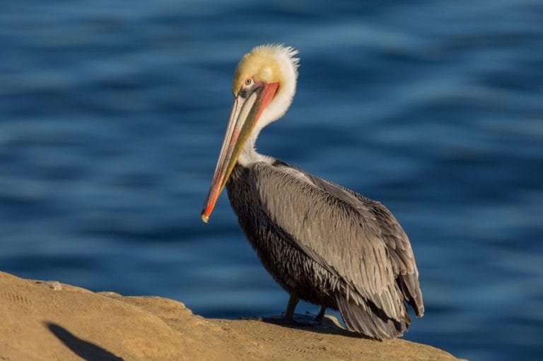 Pelican - Species, Size, Habitat, Diet, Lifespan, Predators & Pictures