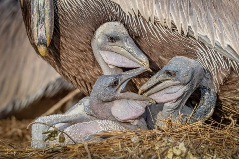 Pelican - Species, Size, Habitat, Diet, Lifespan, Predators & Pictures