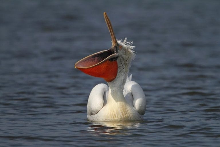 Pelican - Species, Size, Habitat, Diet, Lifespan, Predators & Pictures