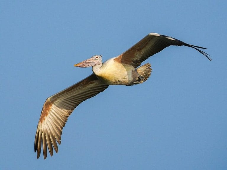 Pelican - Species, Size, Habitat, Diet, Lifespan, Predators & Pictures