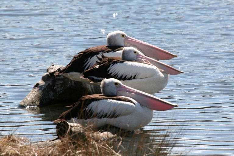 Pelican - Species, Size, Habitat, Diet, Lifespan, Predators & Pictures