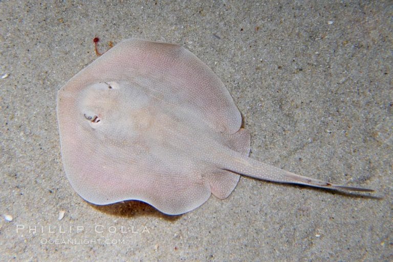 Stingray - Types, Size, Habitat, Diet, Lifespan, Predators & Pictures