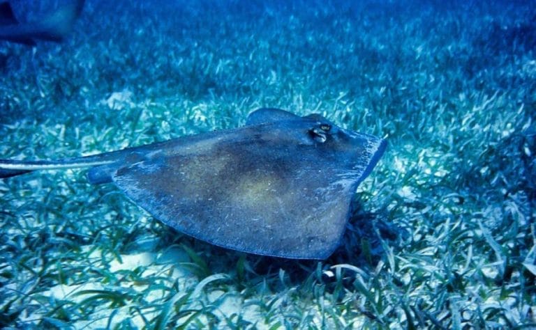 Stingray - Types, Size, Habitat, Diet, Lifespan, Predators & Pictures