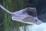 Stingray - Types, Size, Habitat, Diet, Lifespan, Predators & Pictures