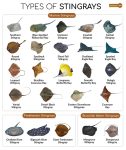 Stingray - Types, Size, Habitat, Diet, Lifespan, Predators & Pictures