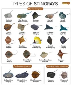 Stingray - Types, Size, Habitat, Diet, Lifespan, Predators & Pictures