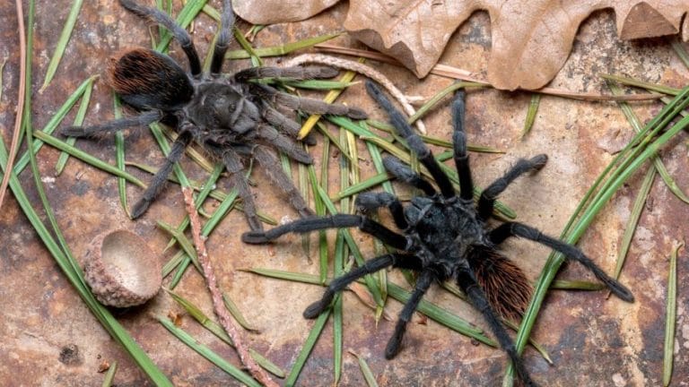 Tarantula - Types, Size, Anatomy, Habitat, Diet, Lifespan & Pictures