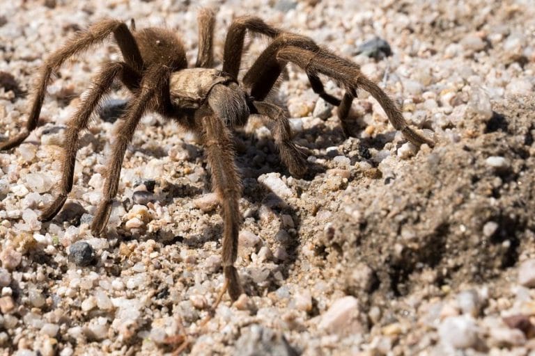 Tarantula - Types, Size, Anatomy, Habitat, Diet, Lifespan & Pictures