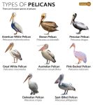 Pelican - Species, Size, Habitat, Diet, Lifespan, Predators & Pictures