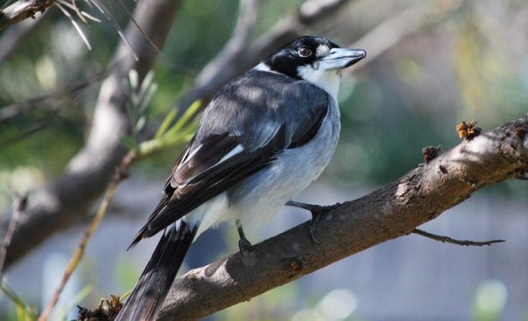 Butcherbird - Species, Habitat, Diet, Lifespan, Predators & Pictures