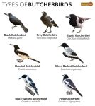 Butcherbird - Species, Habitat, Diet, Lifespan, Predators & Pictures