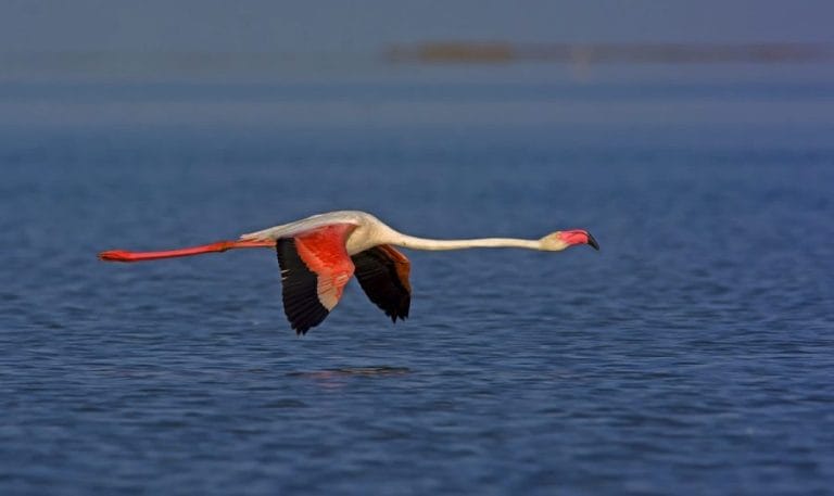 Flamingo - Species, Habitat, Diet, Lifespan, Predators & Images