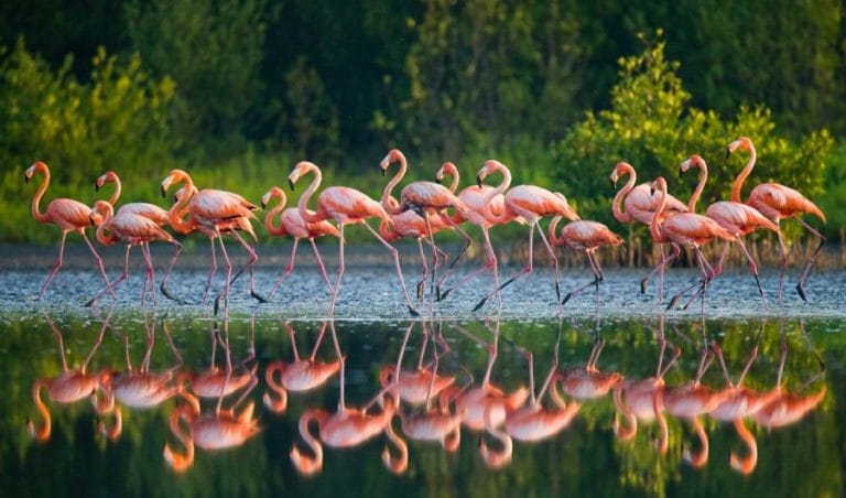 Flamingo - Species, Habitat, Diet, Lifespan, Predators & Images