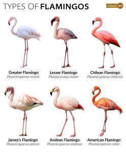Flamingo - Species, Habitat, Diet, Lifespan, Predators & Images
