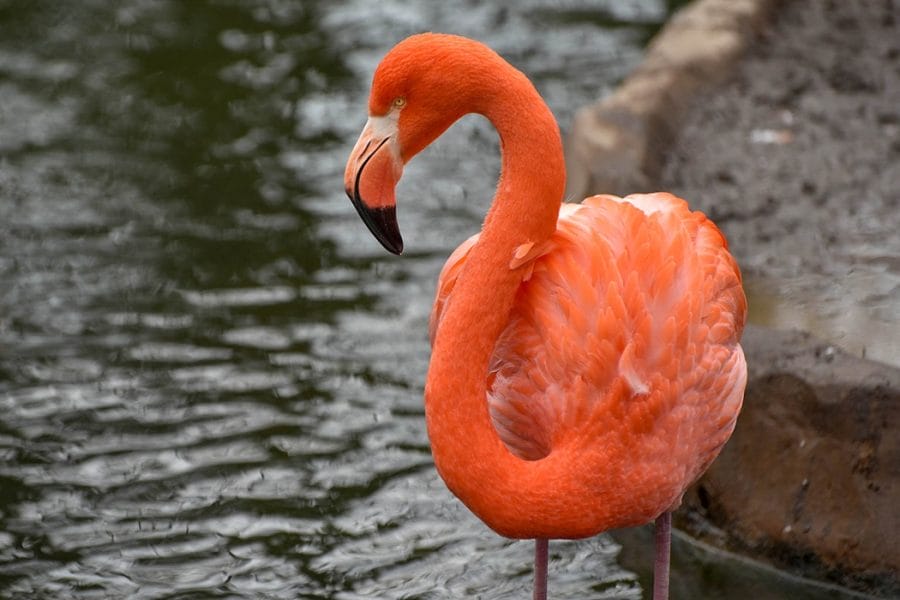 Flamingo - Species, Habitat, Diet, Lifespan, Predators & Images