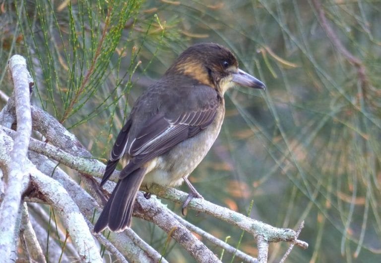 Butcherbird - Species, Habitat, Diet, Lifespan, Predators & Pictures